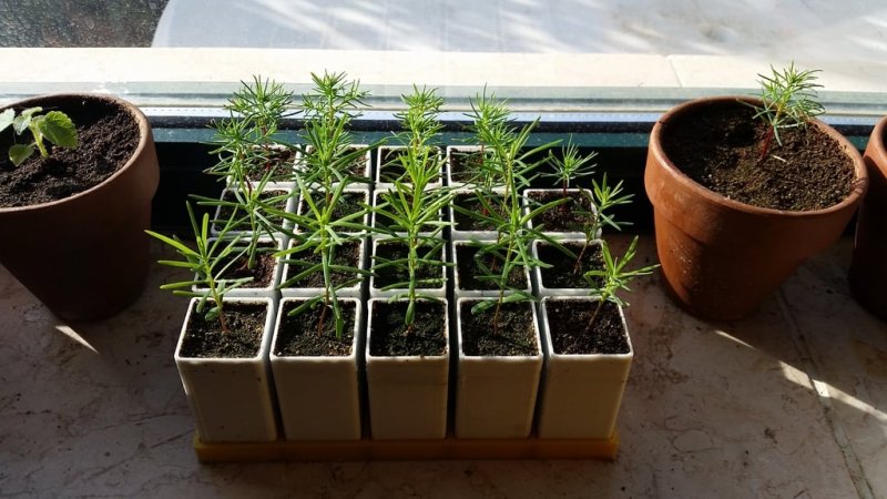 Seedling Grid And Pots 3D Printer Model Download Free STL File - 3axis.co